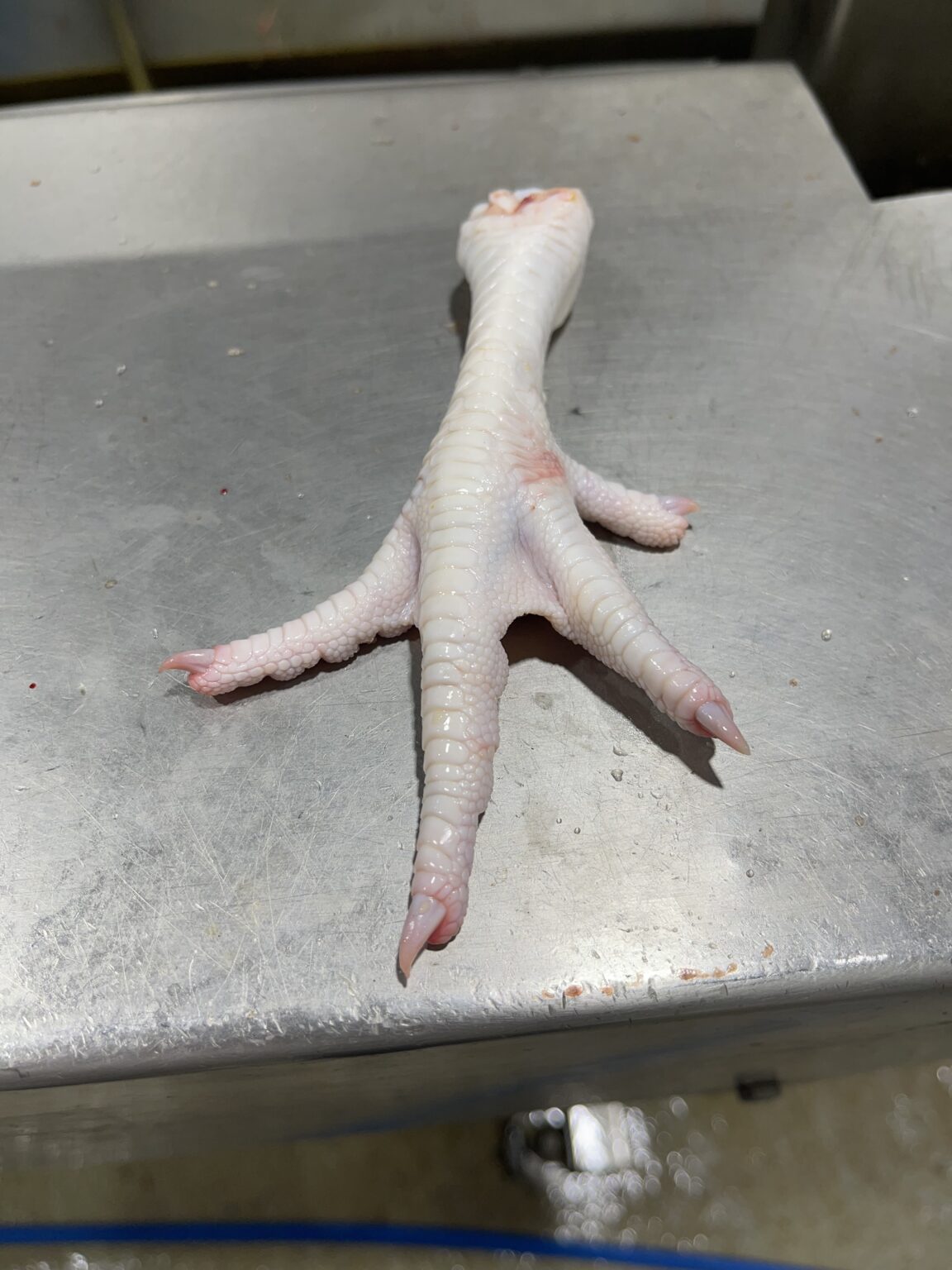 Chicken Feet — From Wholesale to Pet Treats - Root Poultry